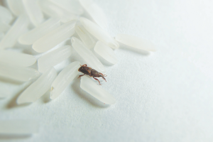 How To Avoid Maggots In Rice? Identify And Get Rid Of Them – Share My ...